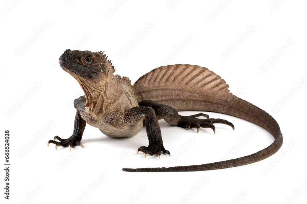 The Indonesian Giant Sailfin Dragon (Hydrosaurus microlophus) is a ...