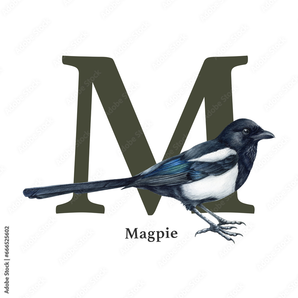 Capital letter M with magpie bird decor. Watercolor illustration ...