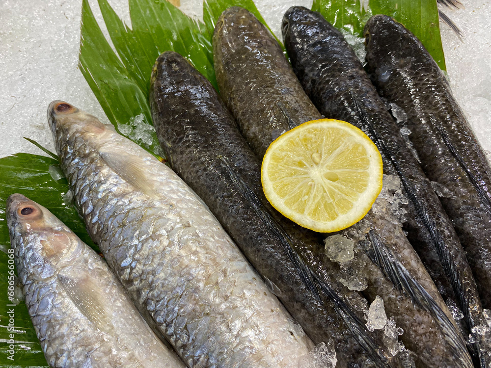 Channa striata, or the striped snakehead, or ikan gabus, or mudfish ...