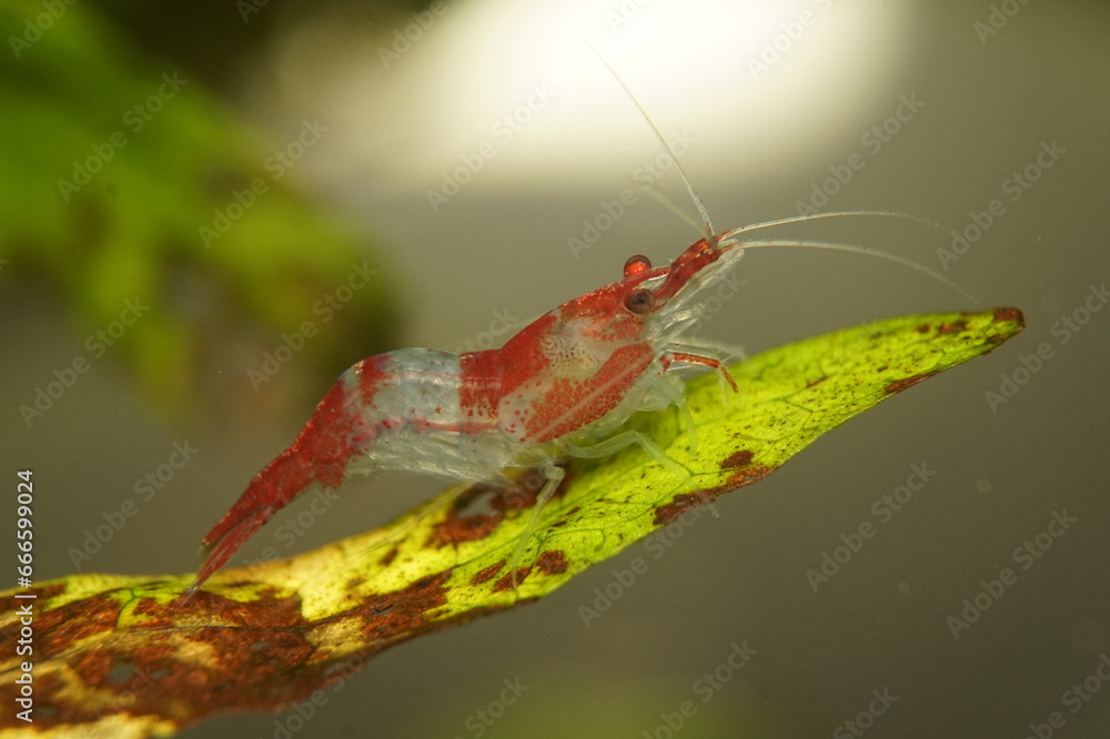 Red Variety Fancy Dwarf Shrimp Neocaridina Davidi Stock Photo | Adobe Stock