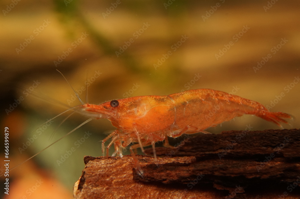 Red Variety Fancy Dwarf Shrimp Neocaridina Davidi Stock Photo | Adobe Stock