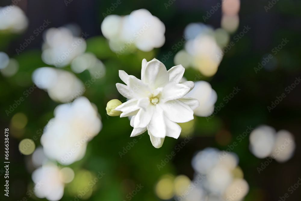 beautiful fresh jasmine white flower texture in blur background,in ...