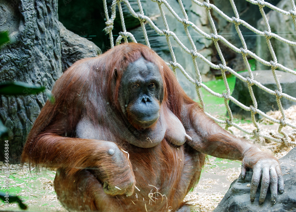 Sumatran orangutan (Latin Pongo abelii). It is a large arboreal ape ...