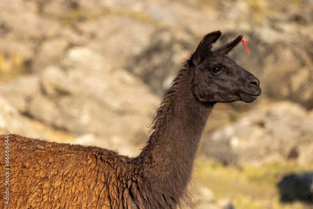 Llama in the morning sun in the scenic Tunari National Park near ...