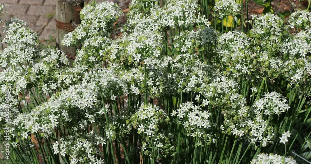 Allium nigrum | Black garlic or broad-leaved leek. A clump of black ...