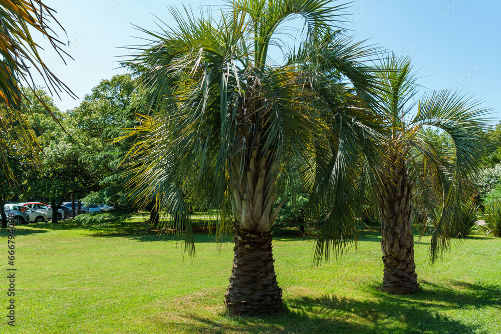 Beautiful palm tree Butia capitata, commonly known as jelly palm in ...