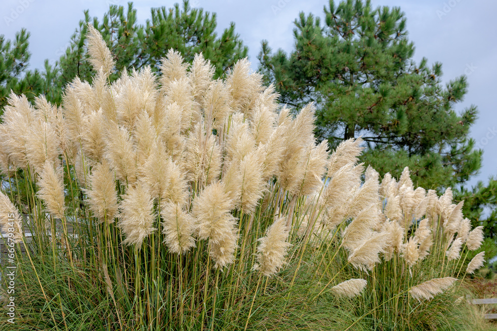 Selective focus of white cream fluffy flower of Pampas grass in the ...