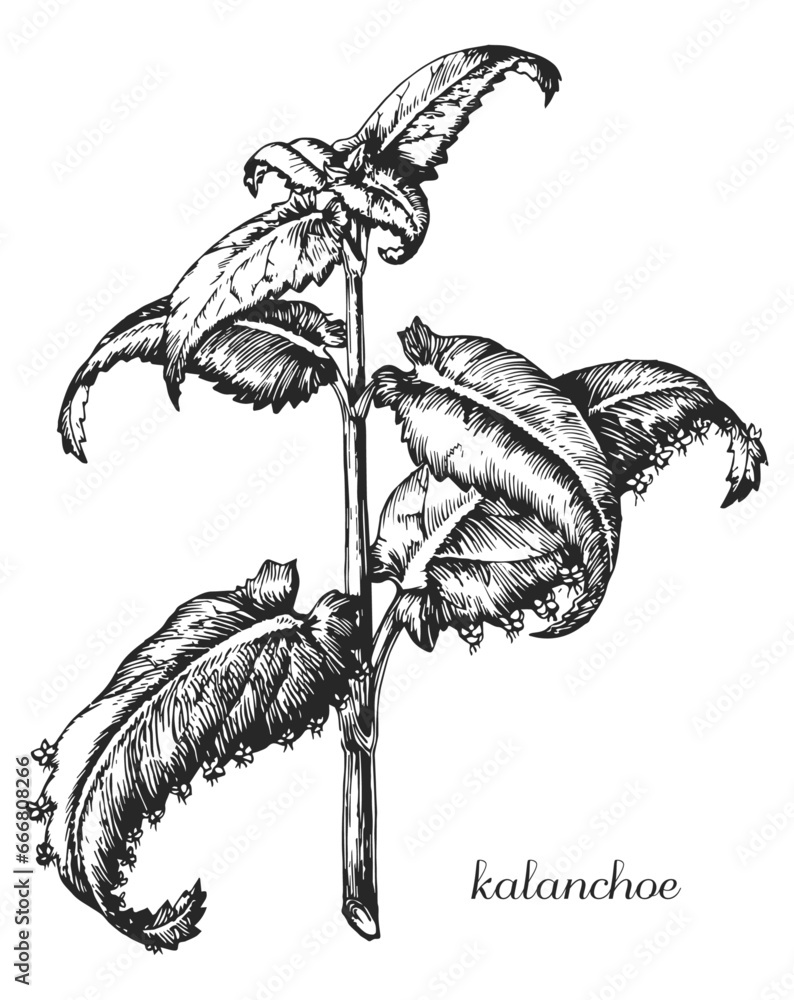 kalanchoe, kalanchoe daigremontiana, kalanchoe monochrome, black and ...