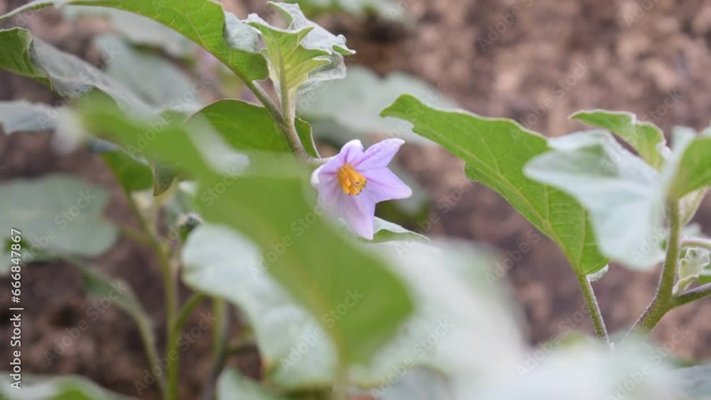 Plant of Eggplant or Solanum melongena also called eggplant, terung ...