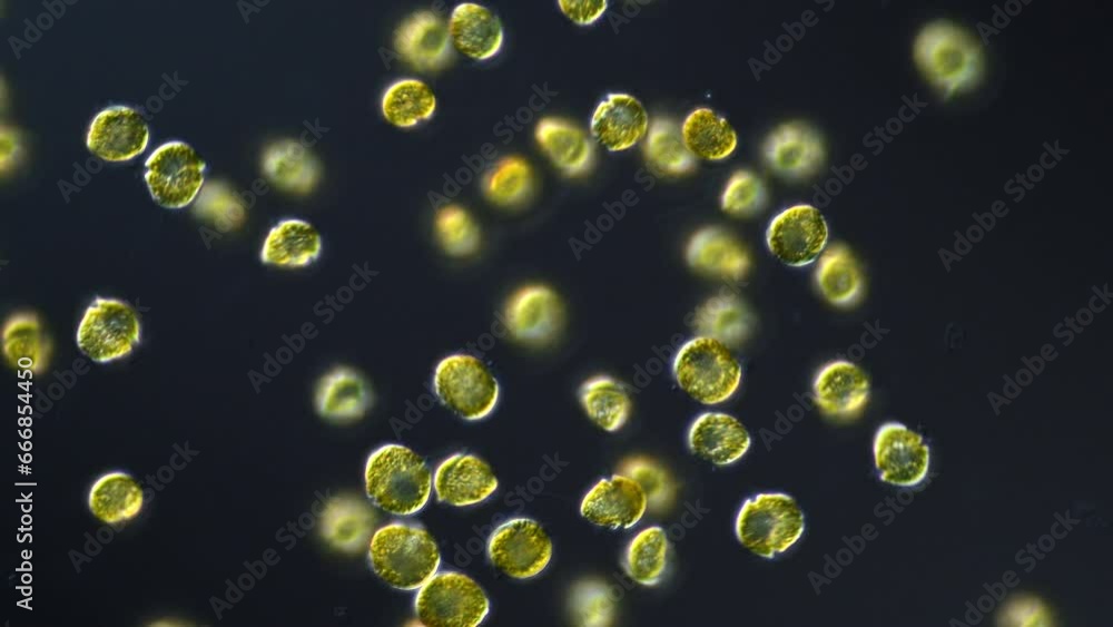 Microbes called Dinoflagellates under the microscope swimming in a drop ...