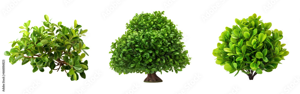 Euonymus (Euonymus) bush form object isolated png. Stock Illustration ...