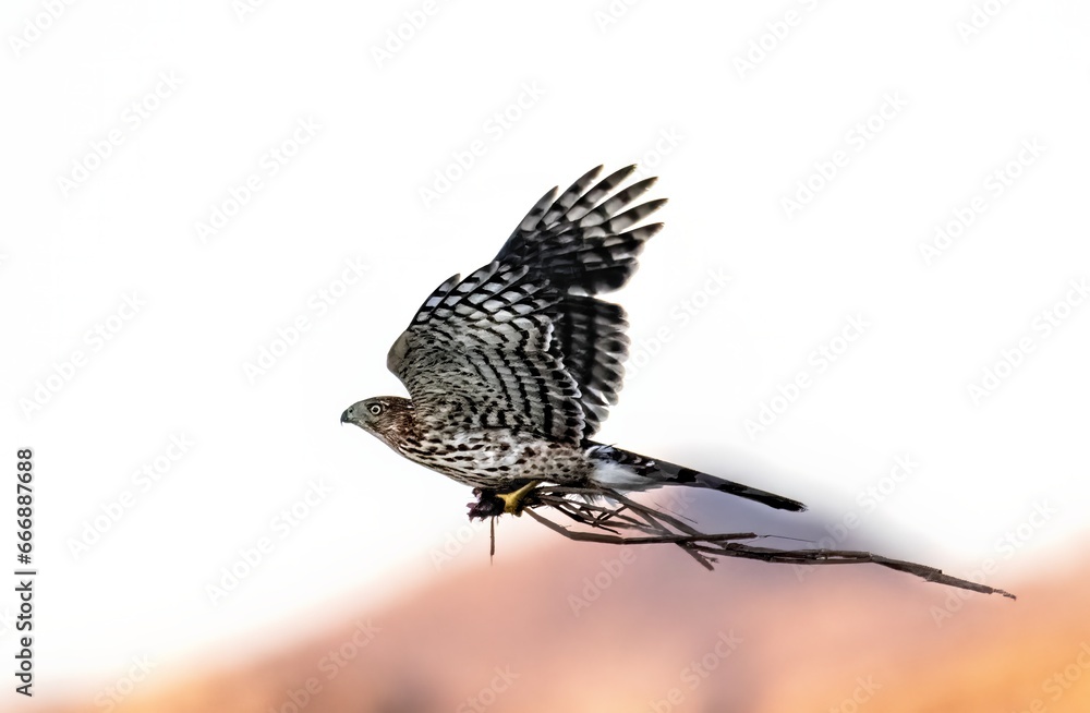 Cooper's hawk in flight carrying a bunch of sticks Stock Photo | Adobe ...
