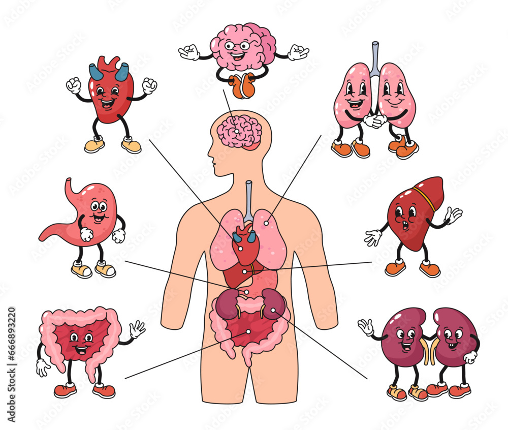 Cartoon human body organs mascots. Anatomy poster with brain, lungs and ...