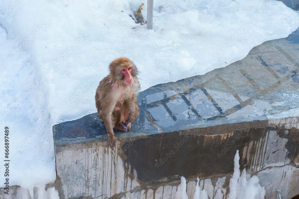 Monkey soaking in hot spring, Hakodate Tropical Botanical Garden with ...
