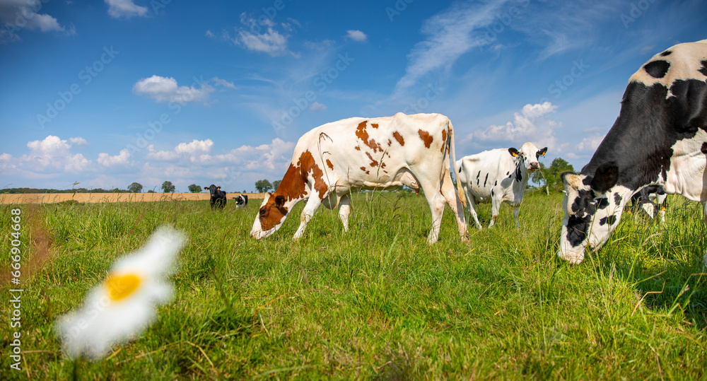 Vaches laitière ruminant dans les champs au milieu de la nature au ...
