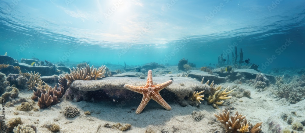 Destroyed coral reefs are greatly impacted by global warming and ...