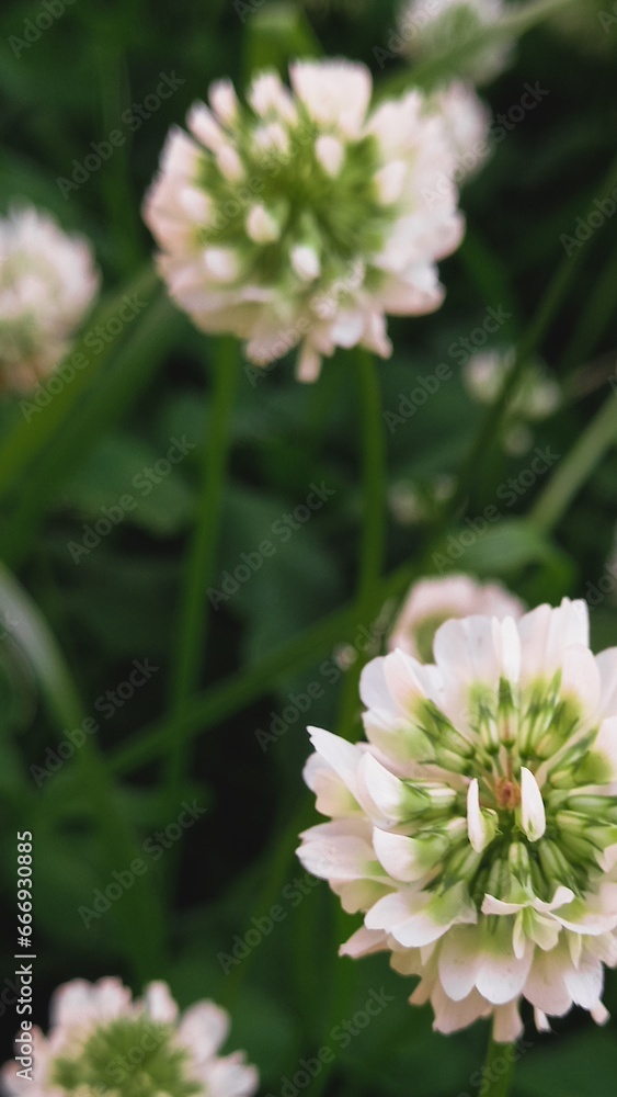 White clower in meadow. Natural green background. One single flower of ...