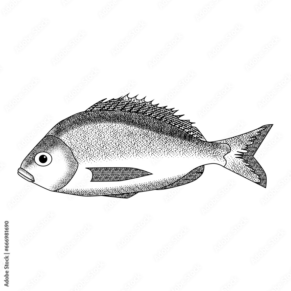Gravure fish. Fish in black on a white background. Vector illustration ...