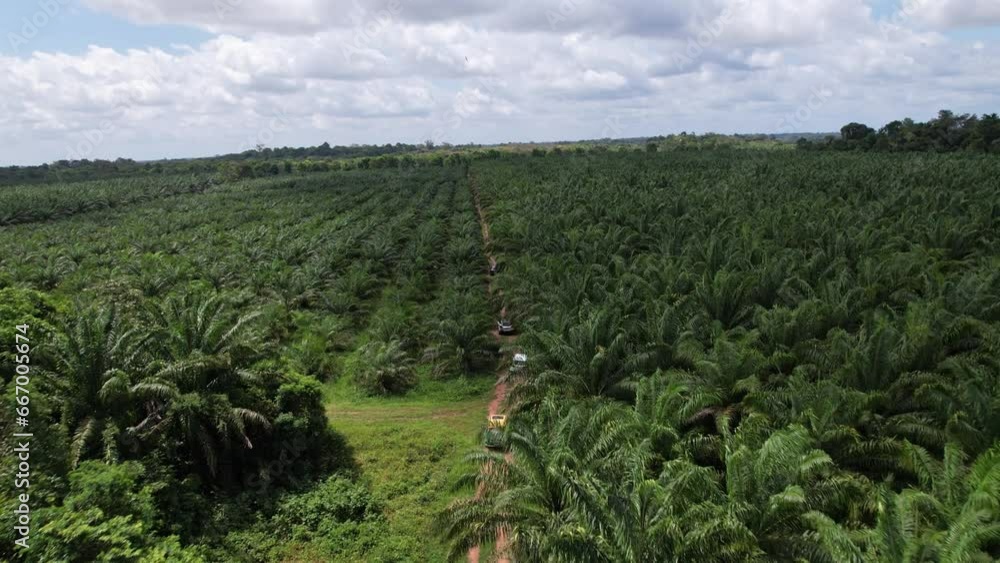 Vidéo Stock Açai palm farms in the Amazon rainforest are a big business ...