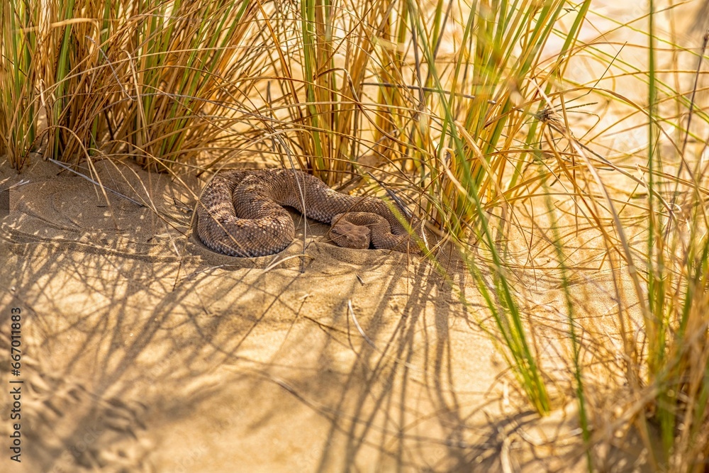 an adult snake in the sand of a dune area with grass Stock Photo ...