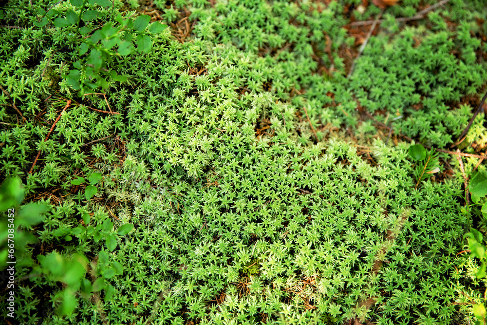 Forest background, forest texture, ground covering sphagnum moss Stock ...