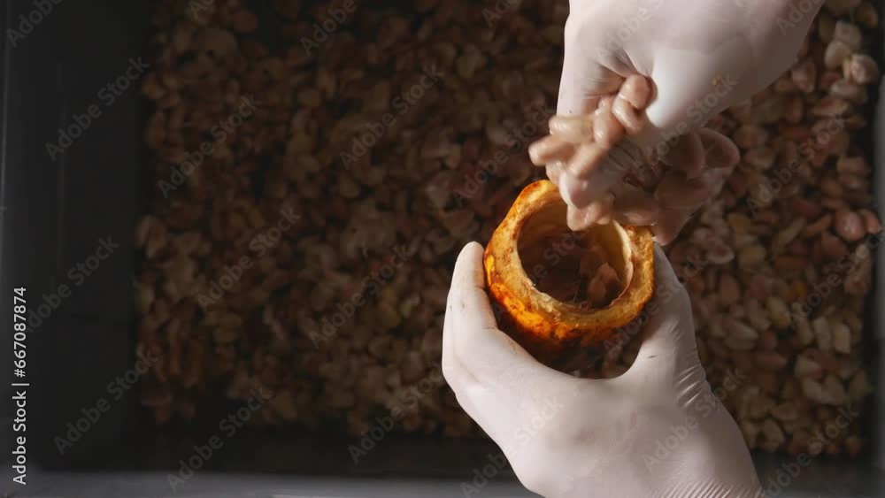 ็Hands of worker wearing gloves unwrap cacao pods to remove cocoa beans ...