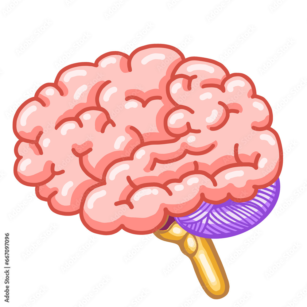 Human brain cartoon illustration showing internal organs anatomy on a ...