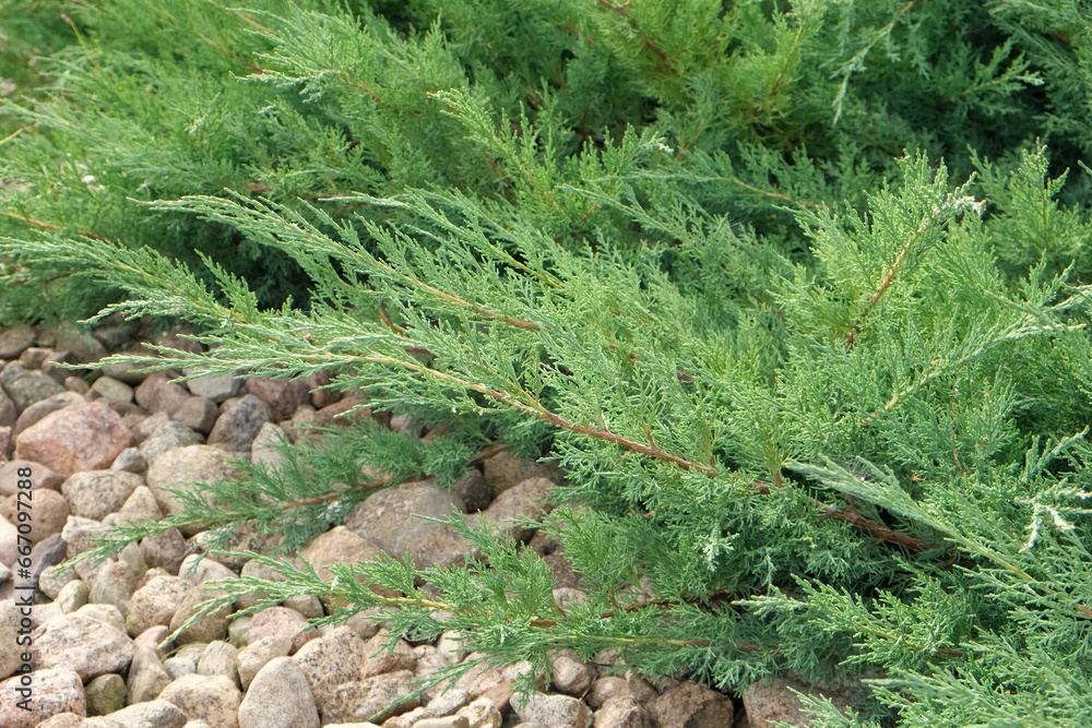 Cypress genus Juniper medium Gold Kissen in the yard pathway. Landscaping, path design ...