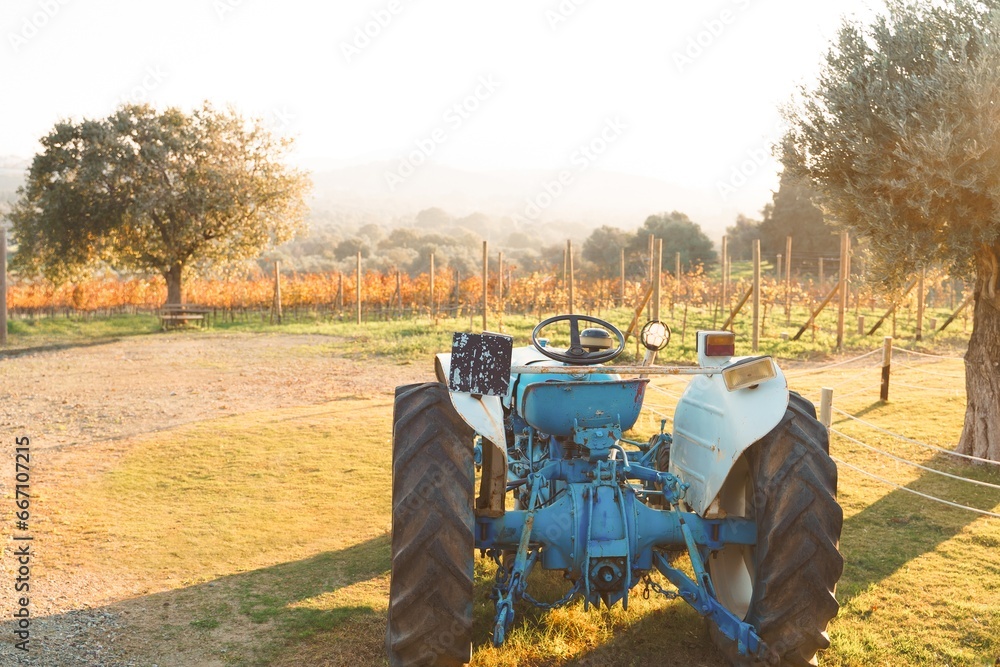 Vineyard with tractor. Agriculture, farming landscape. Rural beauty ...