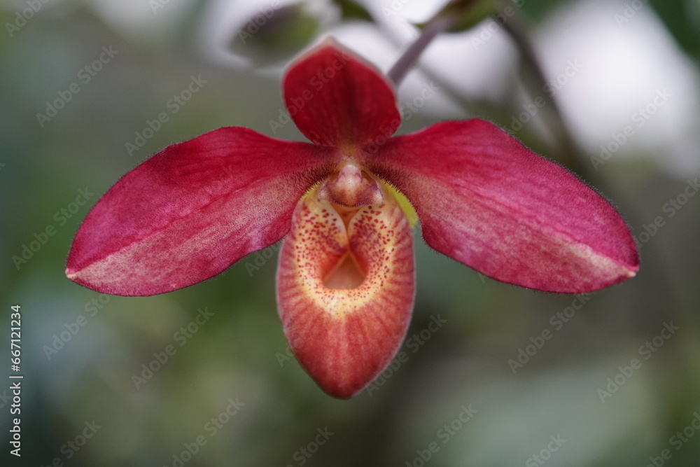Phragmipedium Memoria Dick Clements is a Phragmipedium hybrid. Plants ...