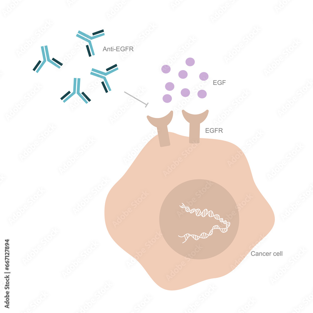 The mutation of Epidermal Growth Factor receptor (EGFR) that affect to uncontrolled of cell ...