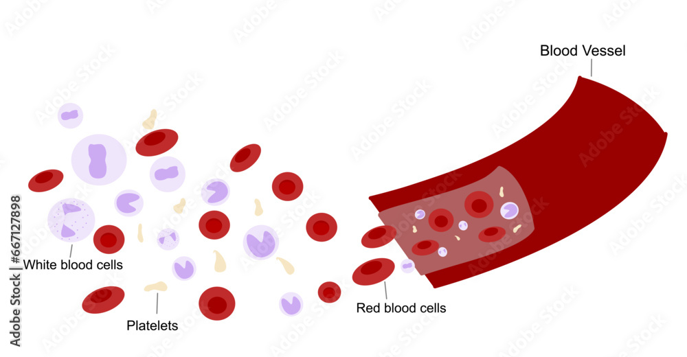The picture represents the type of blood cells in blood vessel that ...