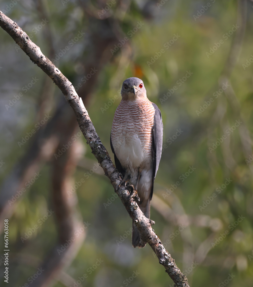 shikra is a small bird of prey in the family Accipitridae found widely ...