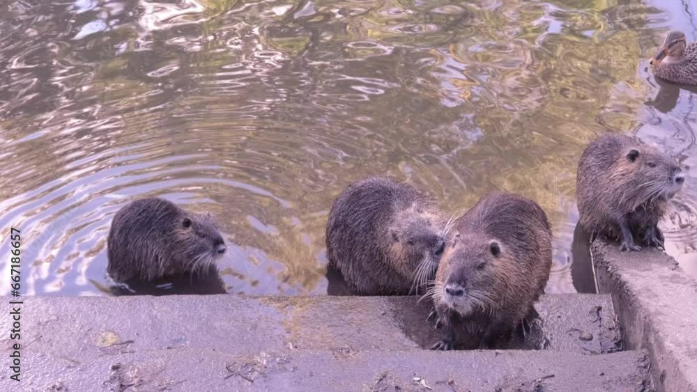 family of cute nutria game animal with valuable fur, Myocastor coypus ...