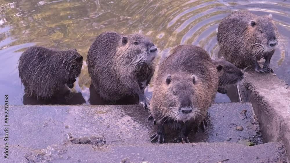 family of cute nutria game animal with valuable fur, Myocastor coypus ...