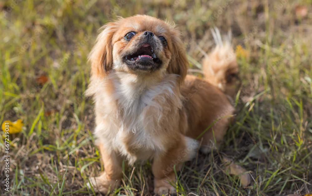Cute and funny golden color Pekingese young dog in autumn park playing ...