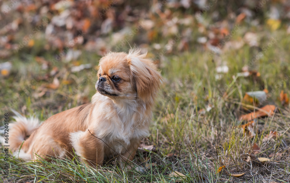 Cute and funny golden color Pekingese young dog in autumn park playing ...