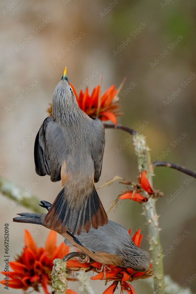 The chestnut-tailed starling, also called grey-headed starling and grey ...