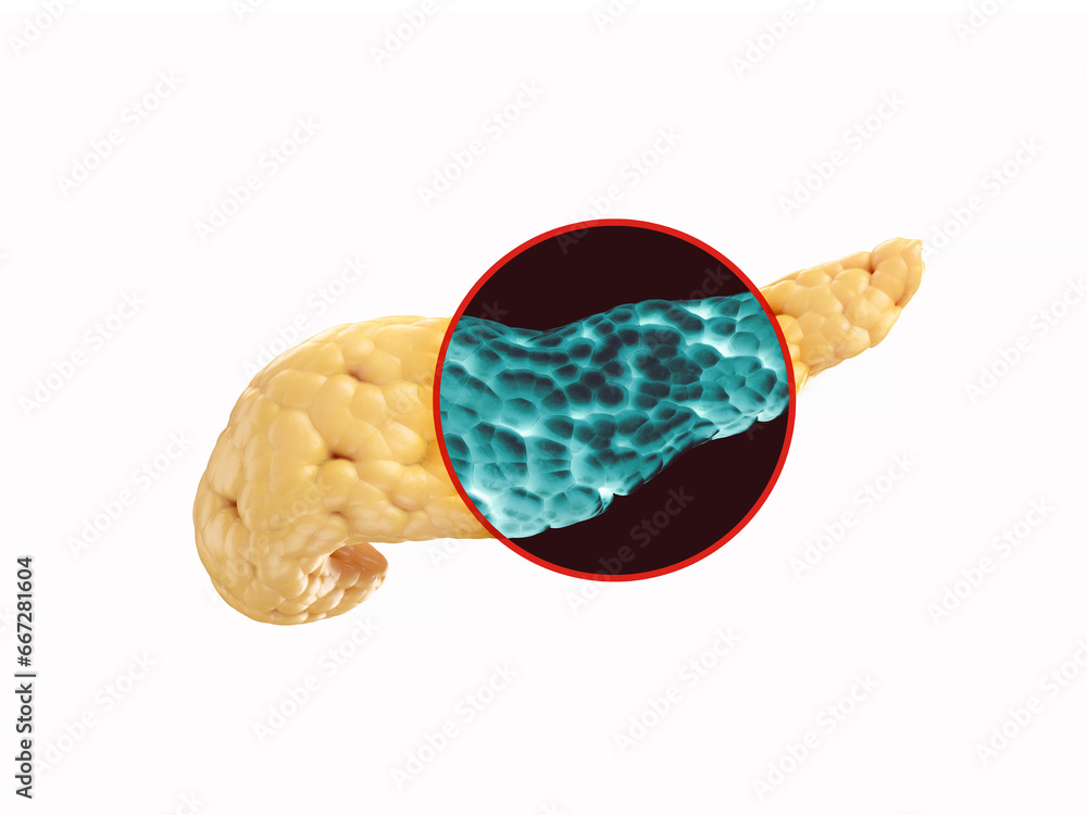 Anatomically accurate illustration of human pancreas isolated on white ...