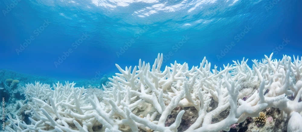 Coral reefs are greatly impacted by global warming rising sea ...