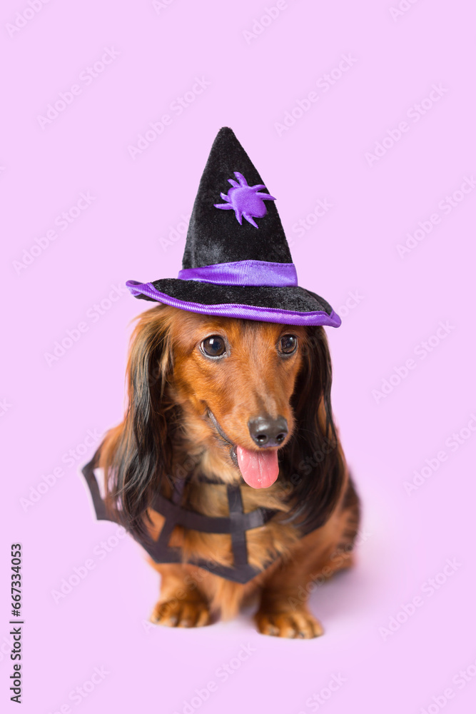 Photo of an Orange Brown Long Hair Dachshund Puppy dog sitting upright ...