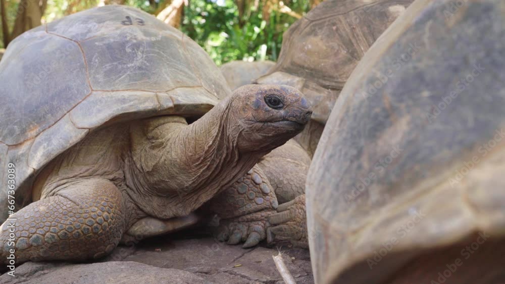 Aldabra giant tortoises endemic species - one of the largest tortoises ...