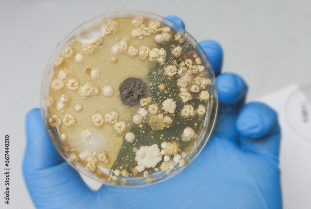 Malt Extract Agar in Petri dish using for growth media to isolate and ...