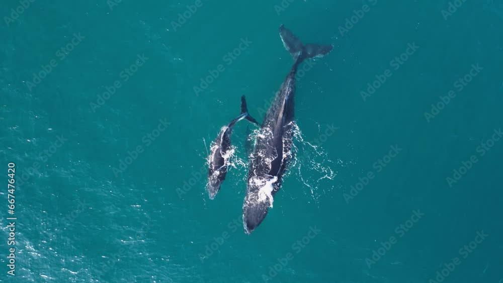 A mother Humpback Whale lets out a big spray of water after giving ...