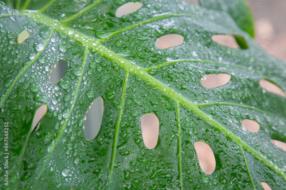 plant of monstera tree with drop water green leaves in a pot at the ...