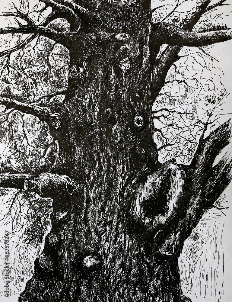 Old tree - illustration. Detailed drawing of a large tree with many ...