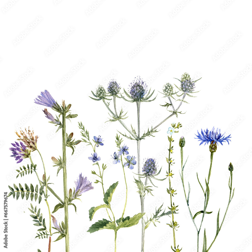 watercolor drawing plants and blue flowers at white background, natural ...