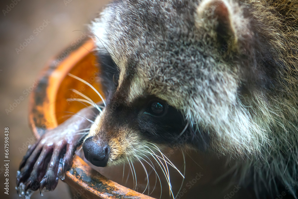 Common raccoon in a zoo, Raccoon are a native North American mammal ...