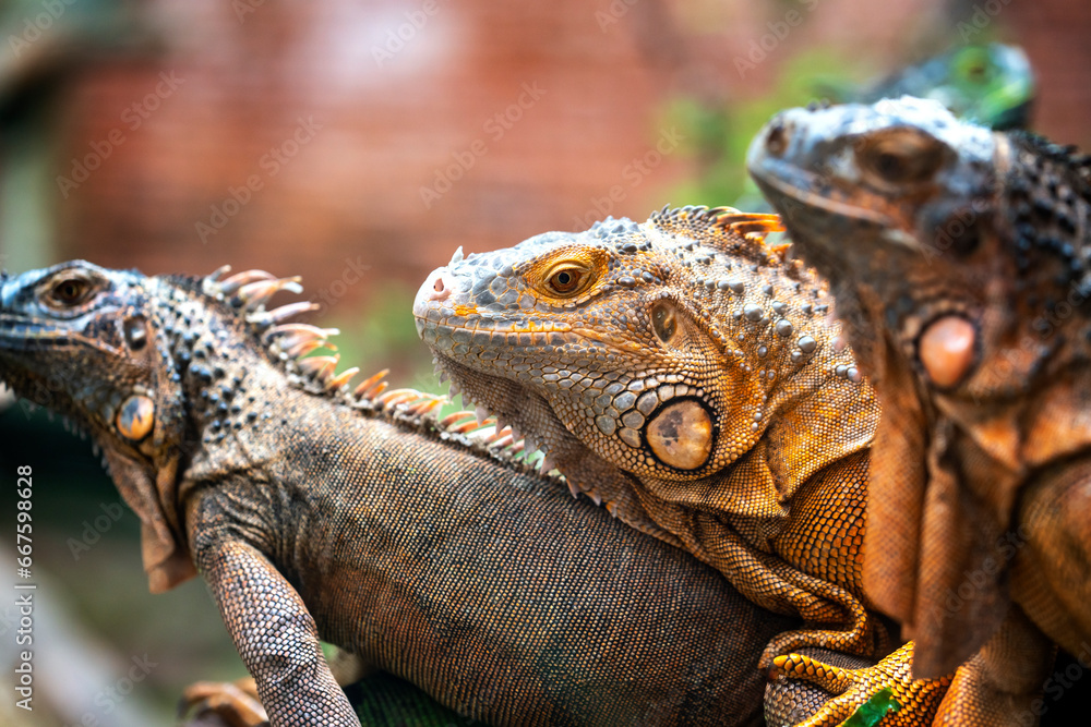 Lizard families together in the tree is looking to the future so cute ...