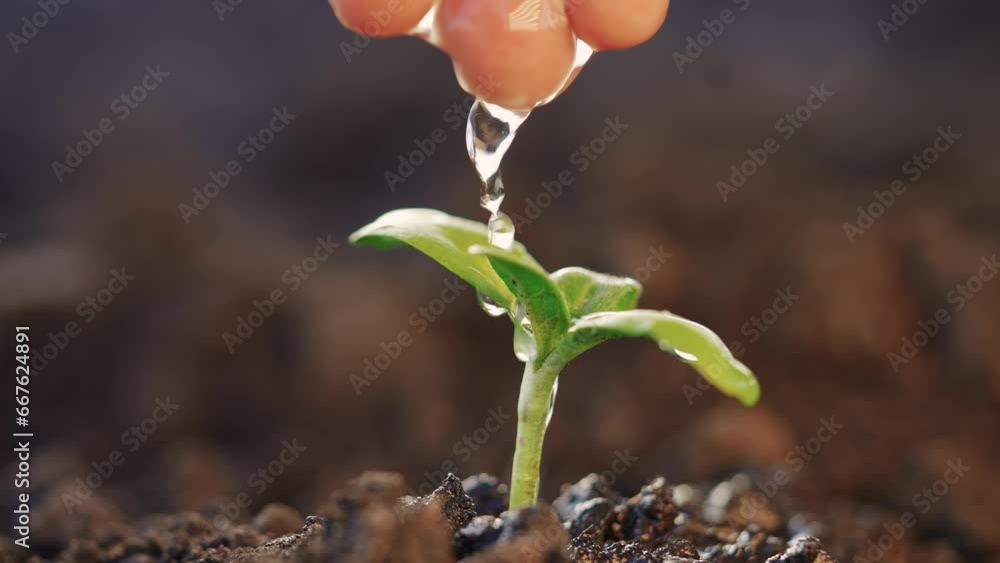 Vidéo Stock Agriculture. hand water one green sprout in the soil field ...